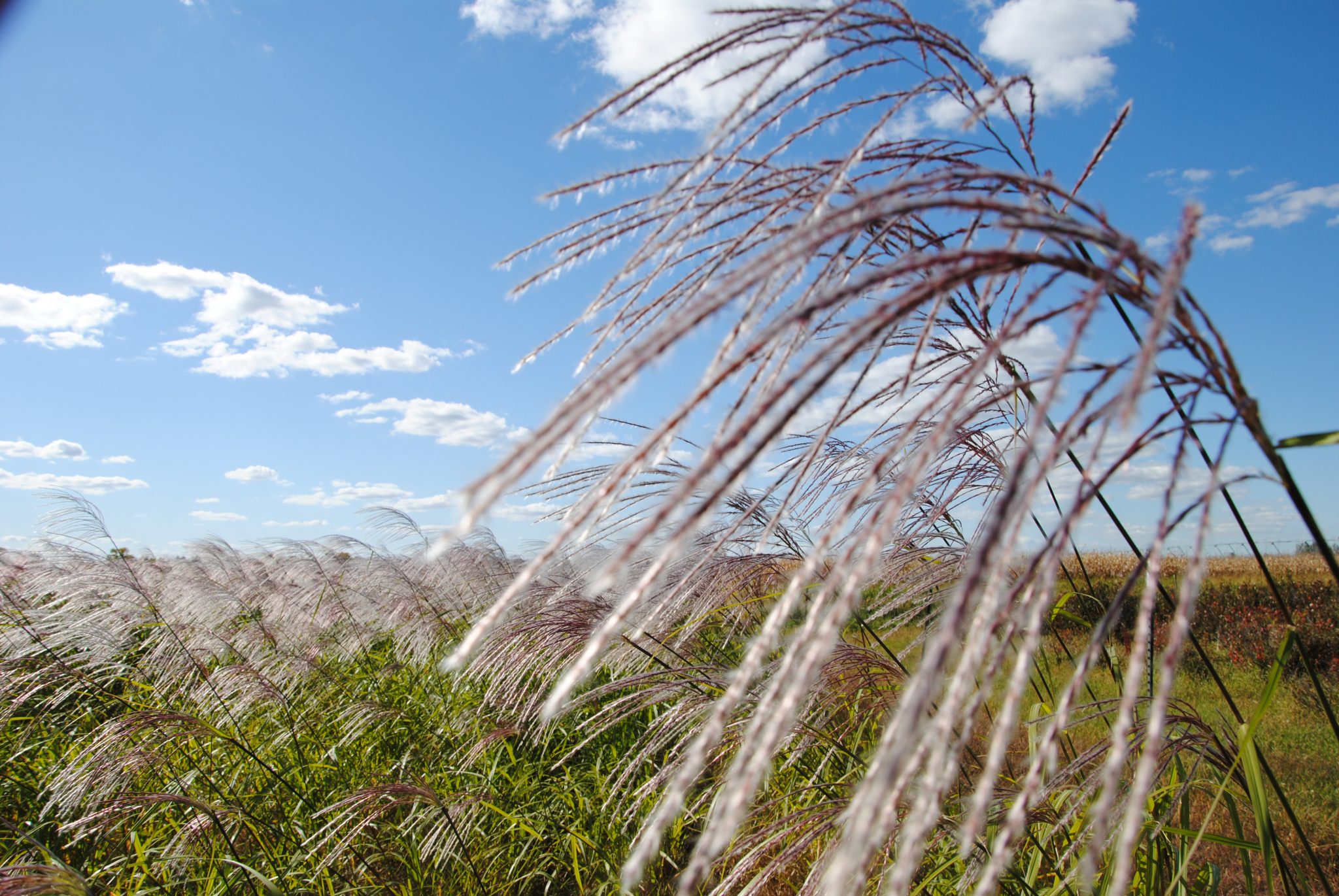 Growing Giant Grass - AURI