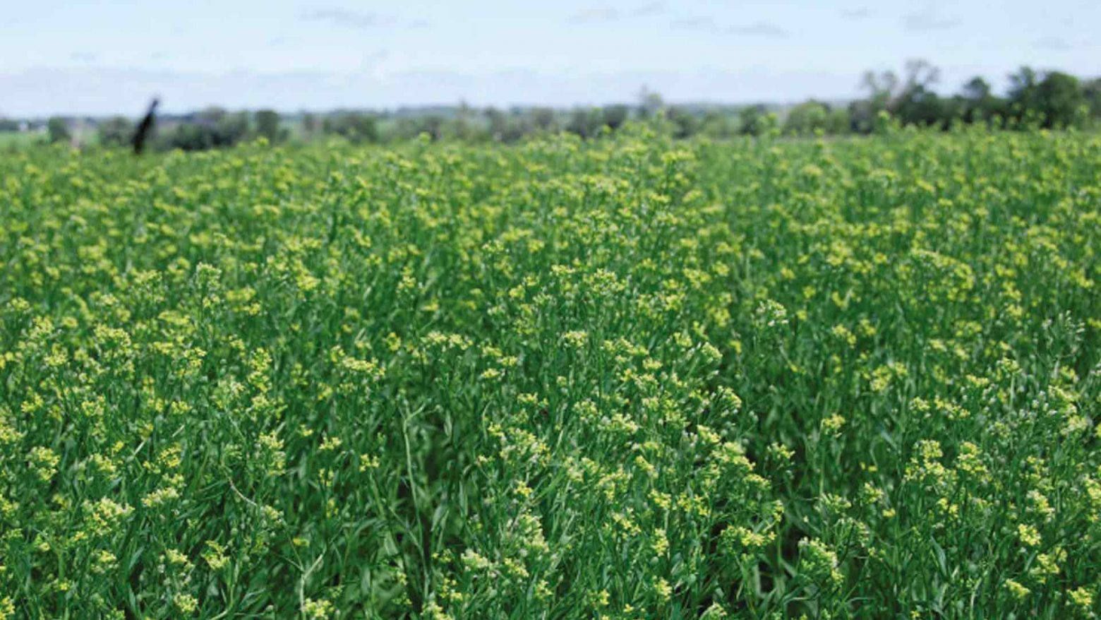 Alternative crops could offer overlapping opportunity - AURI