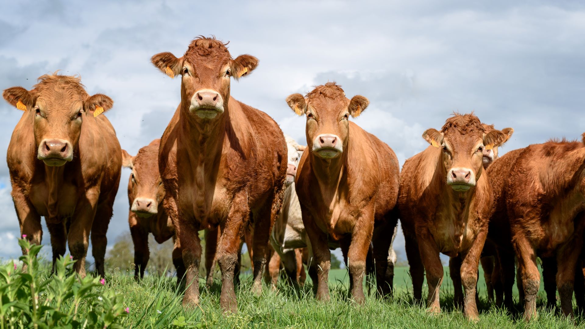 Stewardship and Sustainability: Regenerative Beef Production in MN ...
