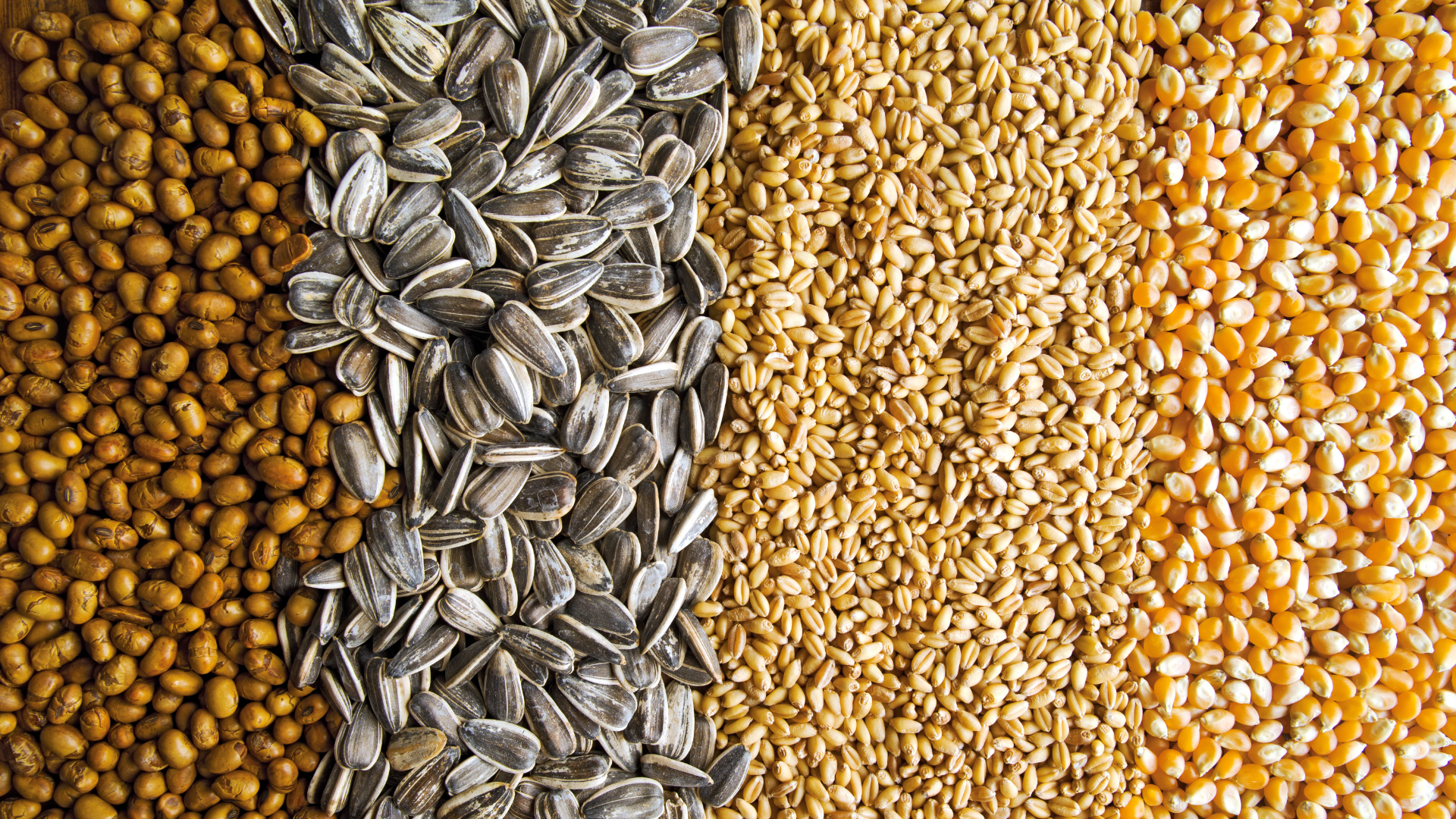 Grain Nutrition Facts Panel Database - AURI