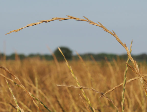 Kernza® Perennial Grain Value Chain Development in Central Minnesota - AURI